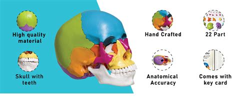 Skull Anatomy Complete Guide With Parts Names Functions And Diagram