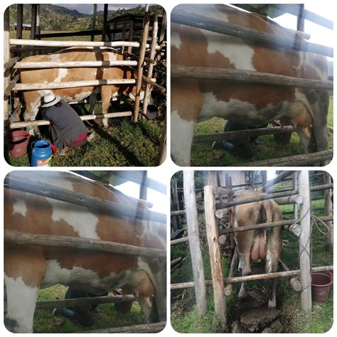 La Raza Simmental Es La Ganaderia Villa Mongua Gvm