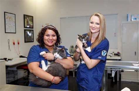 Should I Get A Veterinary Assistant Certificate In Ca American