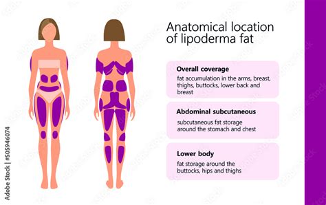Anatomical Location Of Lipoderma Fat In Woman Body Vector Illustration Stock Vector Adobe Stock