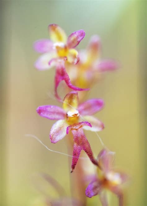 Malte Johansson Naturfotograf Part Fotografering Och Fotokonst