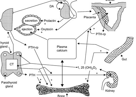 2 Postulated Functions Of Calcitonin During Calcium Stress Periods Download Scientific
