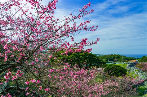 Cherry Blossoms Locations Okinawa At Ruth Flaherty Blog