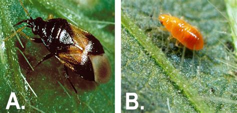 Minute Pirate Bug Beneficial Predators In Managed And Agricultural