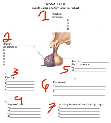 Solved Hypothalamic Pituitary Target Worksheet Structure