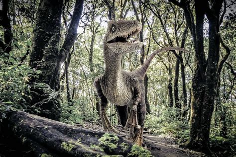 Velociraptor Características Alimentación Hábitat Reproducción