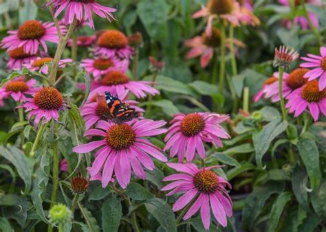 Growing Echinacea Purpurea ‘purple Coneflower Get Your Care And Positioning Right