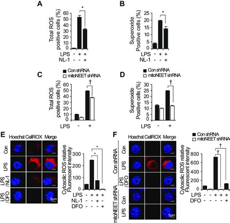 Lps Induced Reactive Oxygen Species And Mitochondrial Dysfunction Are Download Scientific