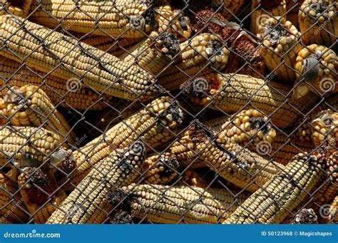 Moldy Corn Cob On The Field Diseased And Deformed Corn Cob Royalty Free Stock Image