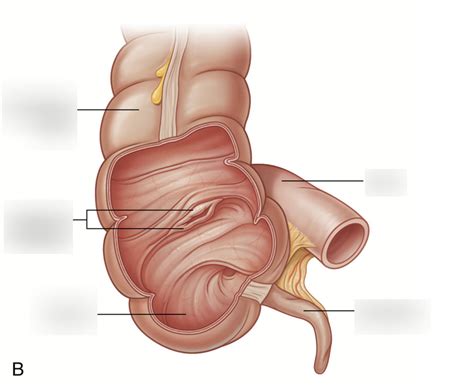 Diagram Of Cecum And Appendix Quizlet