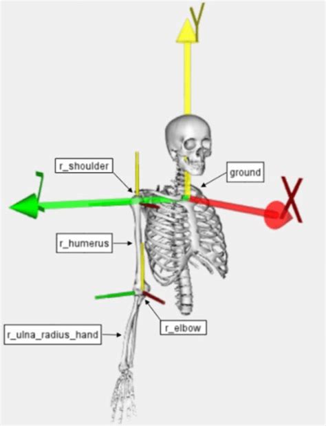 Opensim Arm26 Model Topology Download Scientific Diagram