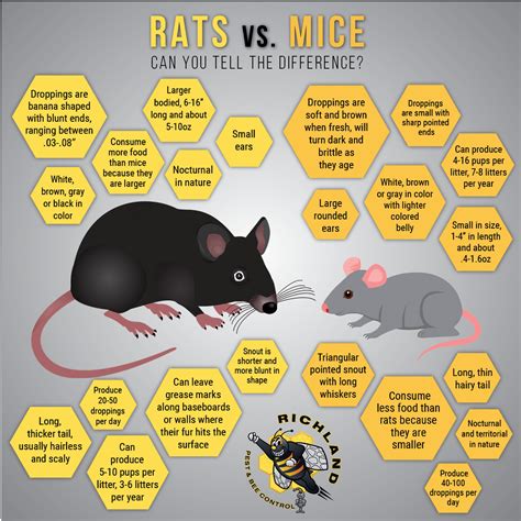 รวมกัน 91 ภาพพื้นหลัง Rat กับ Mouse ต่างกันยังไง คมชัด