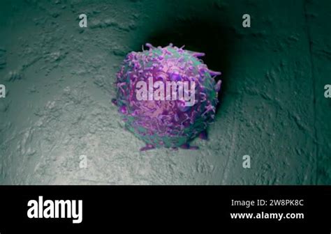 Stem Cell Anatomy Stock Videos And Footage Hd And 4k Video Clips Alamy