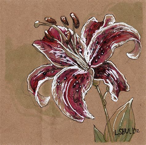 Stargazer Lily Drawing At Explore Collection Of