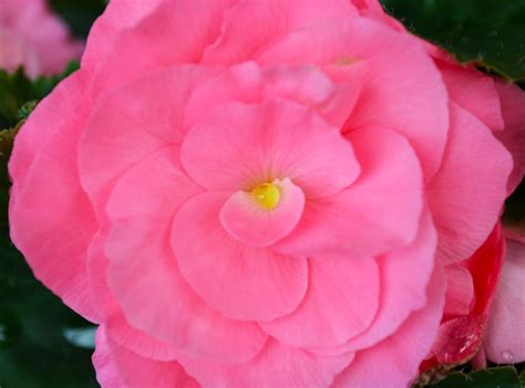 There Are More Than 1 600 Species Of Begonia This One Is Called A Tuberous Begonia Tuberous
