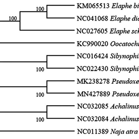 Phylogenetic Tree Inferred From Maximum Likelihood Analysis Of The