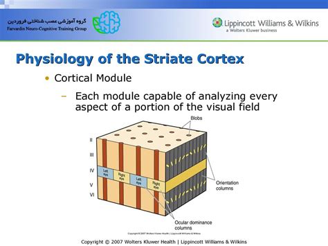 Neuroscience Exploring The Brain 3e Ppt Download