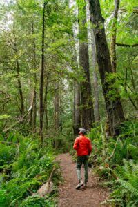3 Scenic Spots To See Redwoods In Oregon Locals Guide
