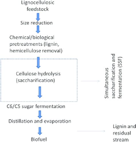 A Scheme Of The Biochemical Conversion Route For Biofuels Production