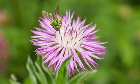 Top 5 Native Texas Bees To Know Native Backyards