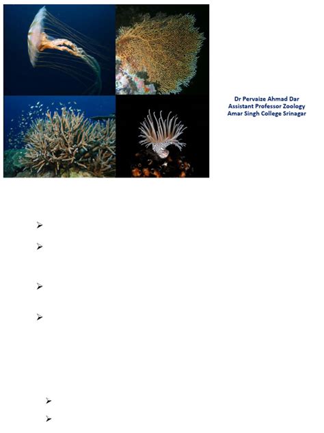 Overview Of Phylum Coelenterata Pdf Wellness Science And Mathematics