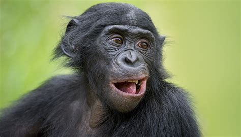 Bonobo Primate