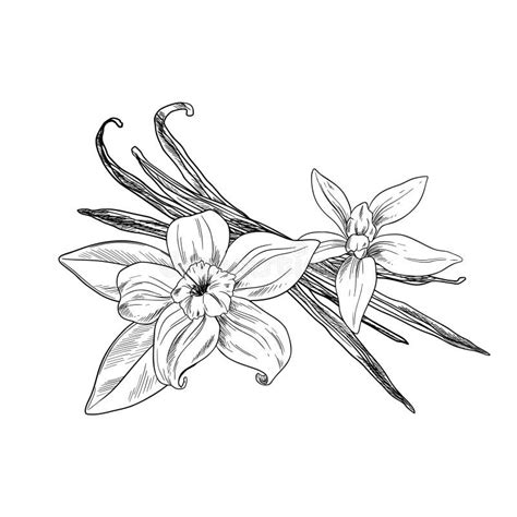 Vanilla Bean Clip Art