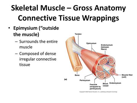 PPT Chapter 9 Muscles And Muscle Tissue PowerPoint Presentation Free