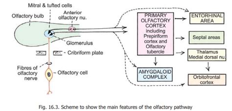 The Olfactory Pathway