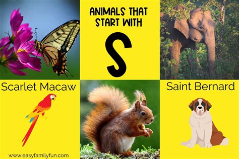 Farm Animals That Start With S