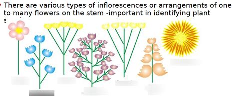 Flower Inflorescence Type Diagram Quizlet