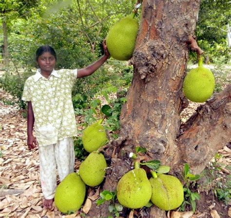 Jack Fruit Jackfruit Jackfruit Season Exotic Fruit