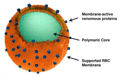 Structure Of Nanosponge Download Scientific Diagram