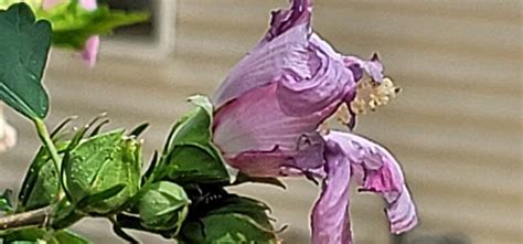 When Japanese Beetles Attack Wild Bullfrog