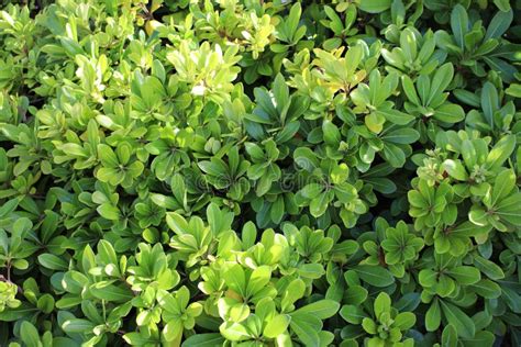 Evergreen Leaves Texture Beautiful Green Leaves In Sunlight Stock