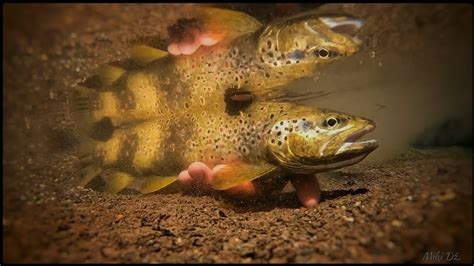 Rijeka Morača Lov Potočne Pastrmke L Moraca River Trout Spining L Crna Gora Montenegro Youtube