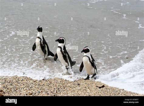 Wild African Penguins Jackass Boulders Beach Cape Peninsula South