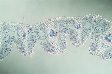 Beach Grass Leaf In Cross Section Stock Image Image Of Sweet Hair