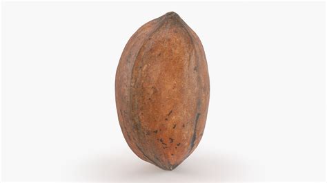 Pecan Shell 04 3d Model Turbosquid 2023924