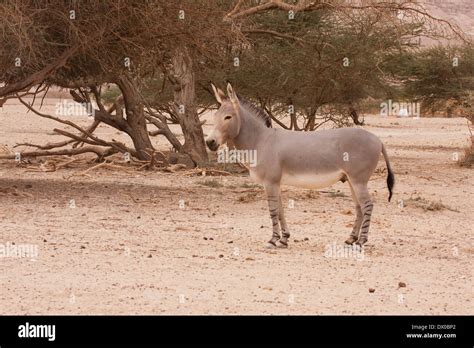 African Wild Ass Equus Africanus Photographed In The Arava Desert