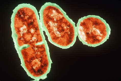 Topical Cutibacterium Acnes May Reduce Comedones And Noninflamed