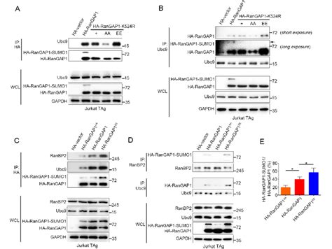 Pkc θ Mediated Phosphorylation Of Rangap1 Is Required For Its