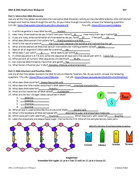 Dna And Dna Replication Webquest Answer Key Final Exam Studocu