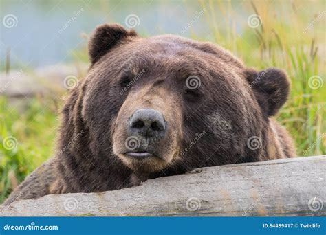 Brown Bear Resting On Log Stock Image Image Of Bear 84489417