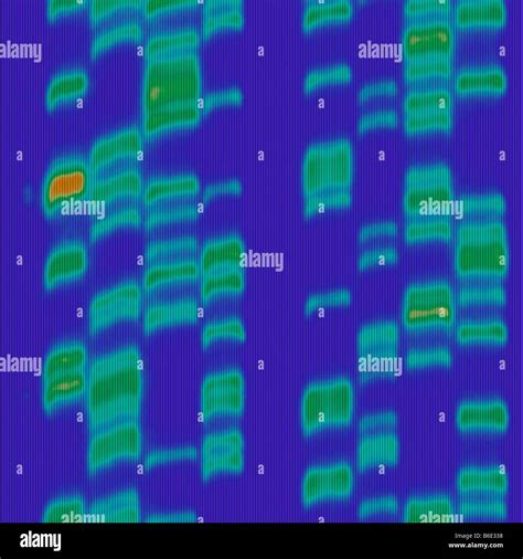 Dna Nucleotide Sequence