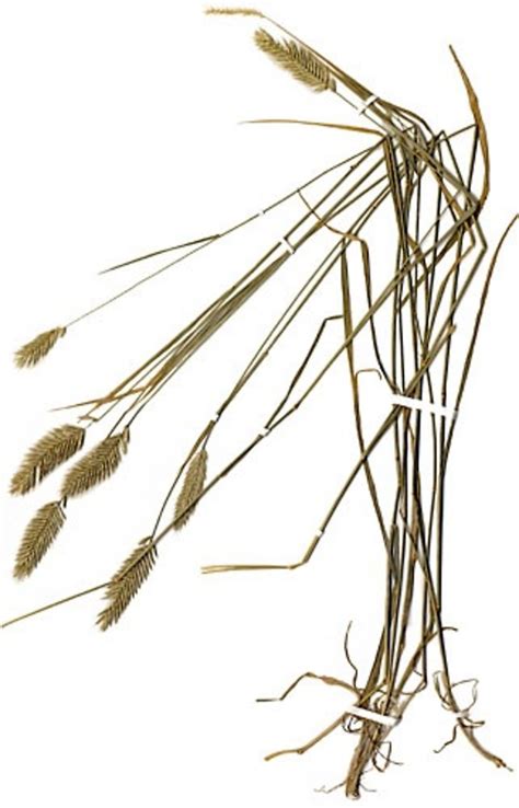 Agropyron Cristatum Crested Wheat Grass Go Botany