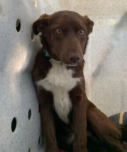 Pixie Blue Ridge Border Collie Rescue