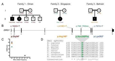 Francisco Martinez On Linkedin Biallelic Loss Of Function Variants In Drg1 Cause A Novel…