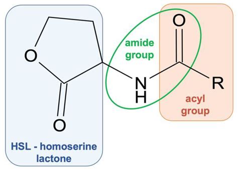 Antimicrobial Activity Of Lactones