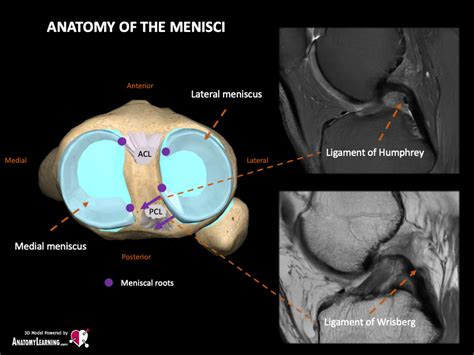 Medial Meniscus Anatomy